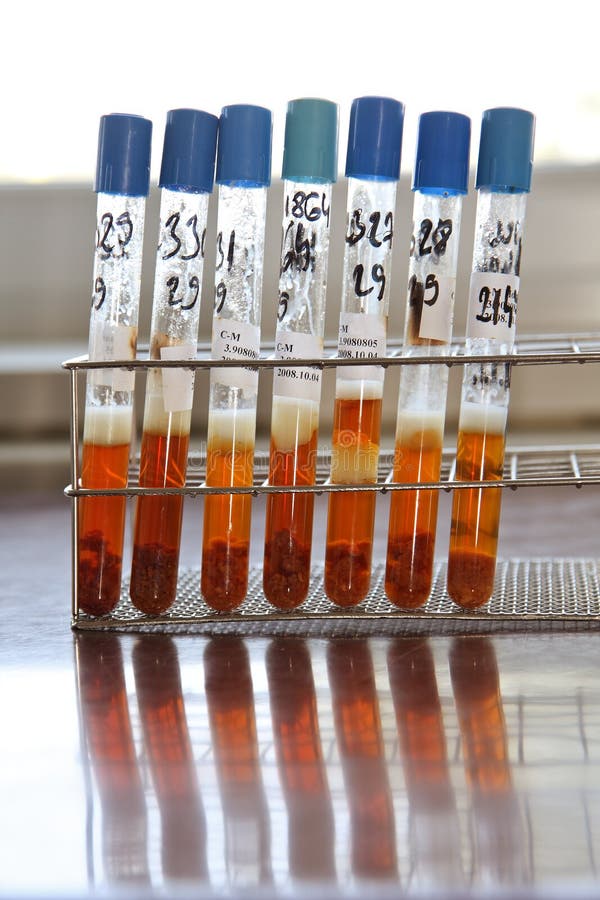 Tubes in rack stock image. Image of liquid, research, science - 8909695