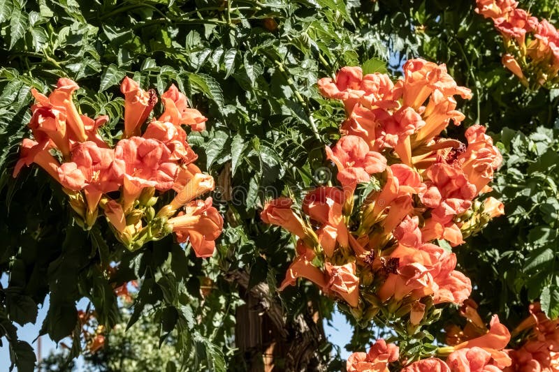 Tsbular Stock Photos - Free & Royalty-Free Stock Photos from Dreamstime