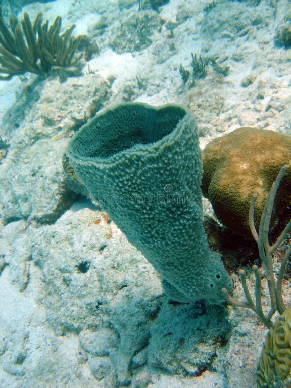 Tubular sea sponge stock photo. Image of scuba, plant - 5363114