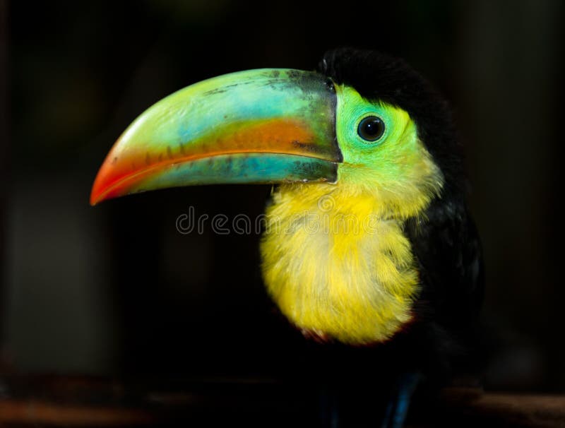 Toucan stock image. Image of ornithology, beak, tropical - 6014823