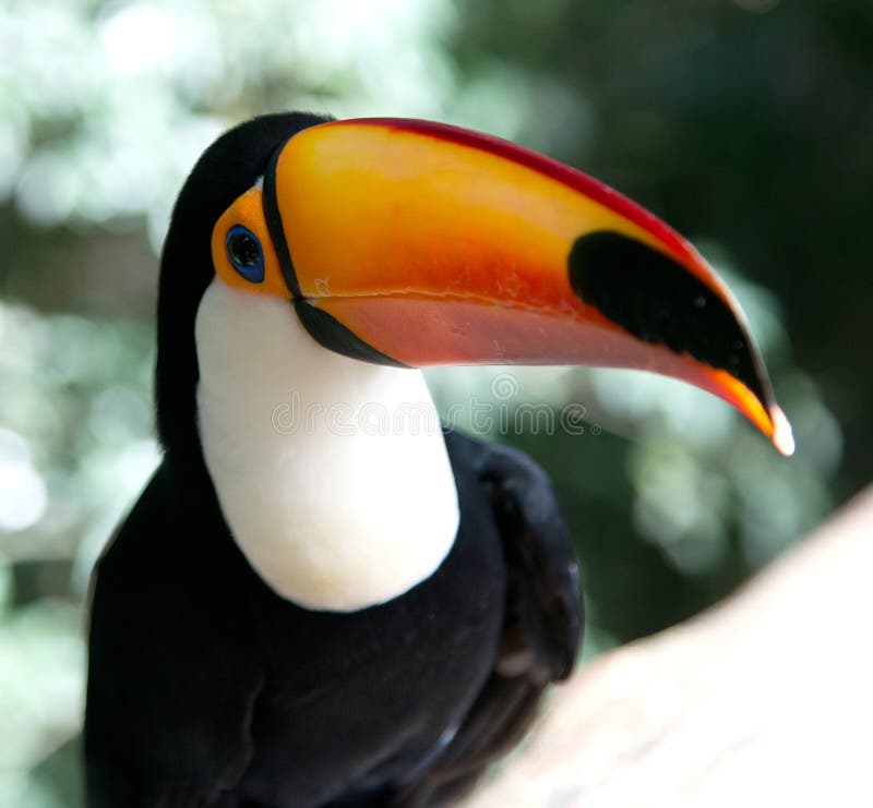 Tucan imagen de archivo. Imagen de nariz, pájaro, brazil - 1050531