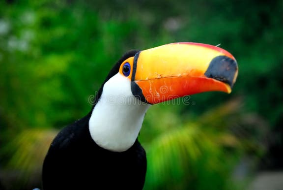 Tucan imagem de stock. Imagem de américa, brasil, corpo - 3362077