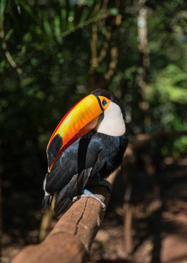 Tucán Colorido En Las Cataratas Del Iguazú, El Brasil Imagen de archivo ...