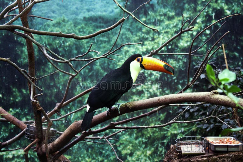 Tucan stock image. Image of tucan, bird, nature, closeshot - 48170451