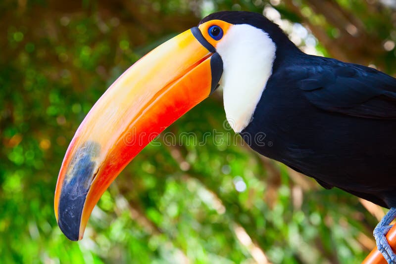 Tucan colorido foto de archivo. Imagen de azul, coloreado - 34717524