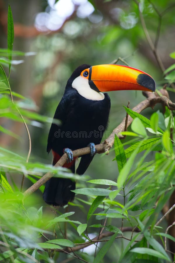 410 Tucan Colorido Fotos de stock - Fotos libres de regalías de Dreamstime