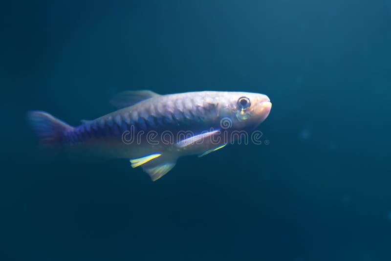Tucan Fish - Freshwater Fish Stock Photo - Image of biology, life ...
