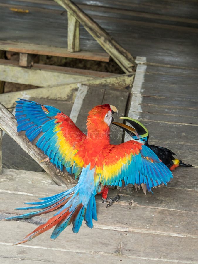 Tucan and parrot stock photo. Image of america, colourful - 275846004