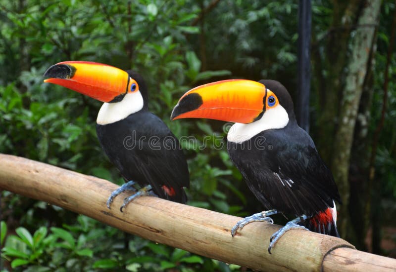 Toucans fotografia stock. Immagine di nave, toucan, piante - 11490558