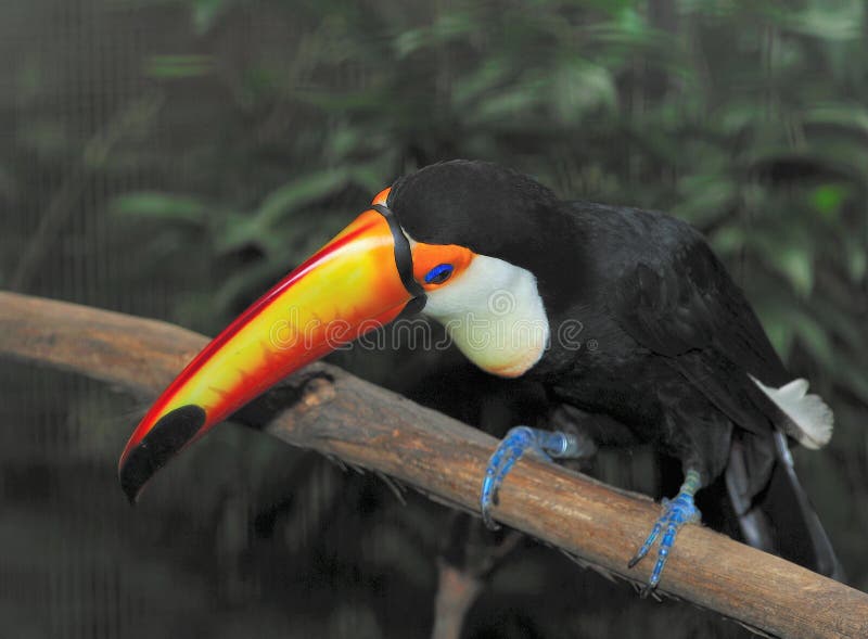 Tucano stock photo. Image of documentaries, travel, singapore - 13289528