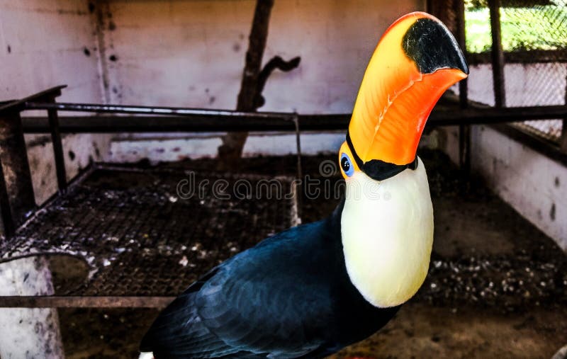 Suspicious Bird. Cute Bird With Brown And Grey Feathers. Bird Living In ...