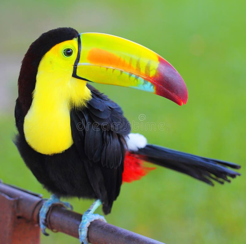 Tucano Colorido. Keel Billed Toucan Imagem de Stock - Imagem de américa ...