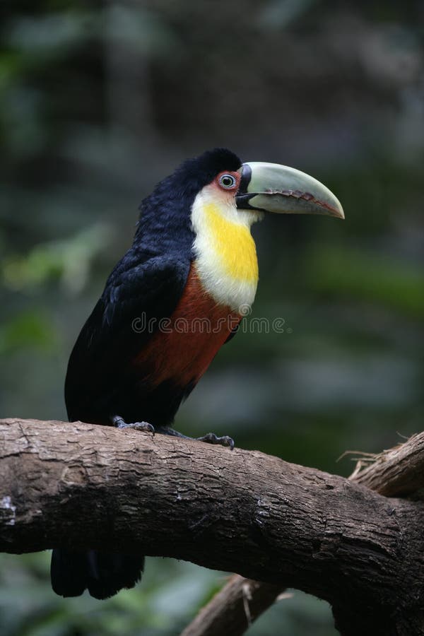 Tucano De Peito Encarnado, Dicolorus De Ramphastos Foto de Stock ...