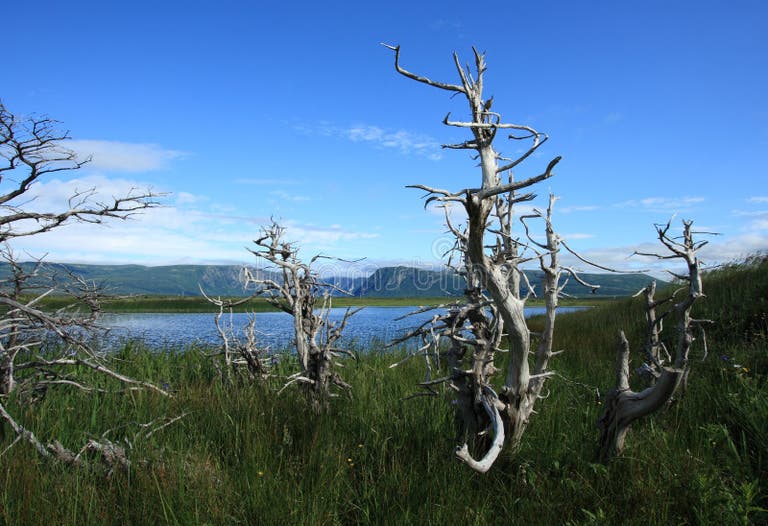 Tuckamore and Western Brook Stock Image - Image of scenic, scenery ...