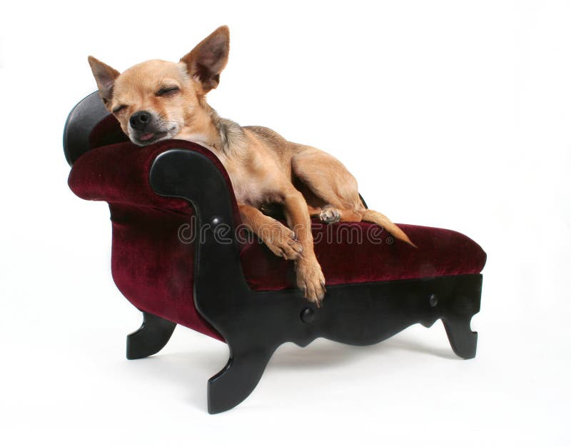 Tuckered Out stock image. Image of nose, mutt, baby, tired - 2548663