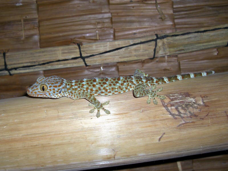 Tuko Lizard on the Philippines 22.11.2013 Stock Photo - Image of ...