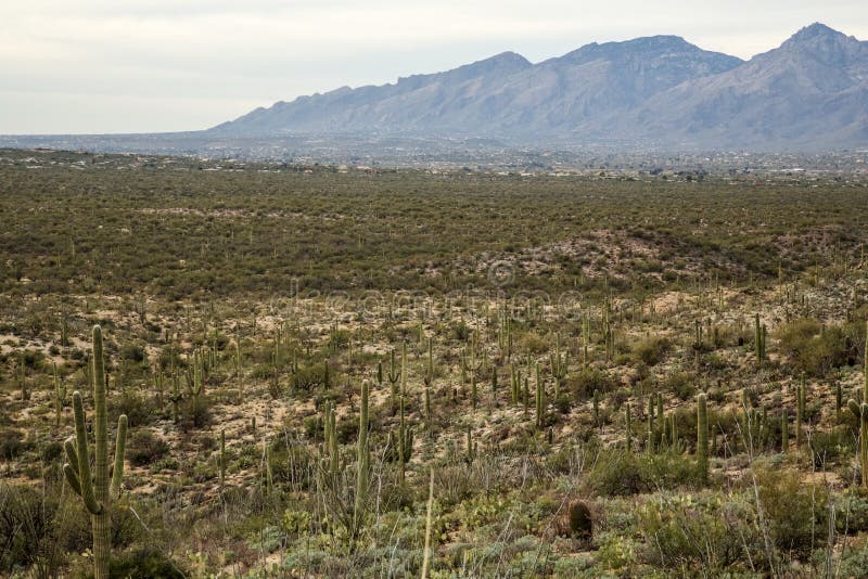 Tucson Landscape stock photo. Image of tour, wilderness - 37690740