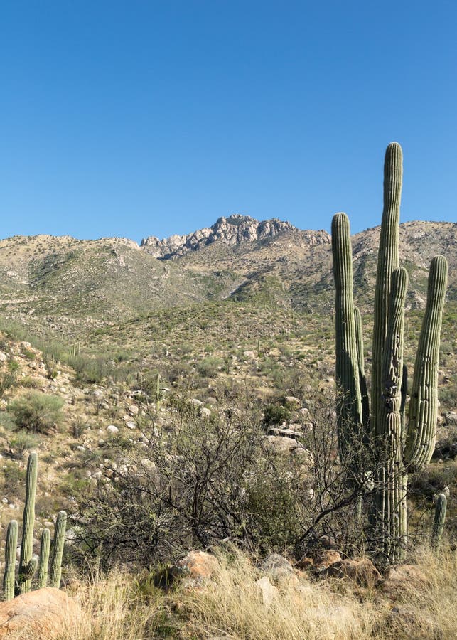 Tucson s Desert stock image. Image of cactus, states - 68365359
