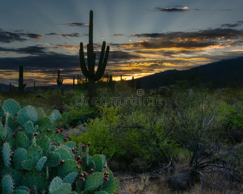 Tucson Sunrise stock photo. Image of national, arizona - 159021230