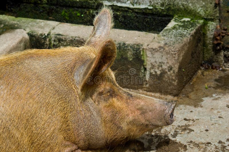 Tucznik zdjęcie stock. Obraz złożonej z wieś, tucznik - 11065016