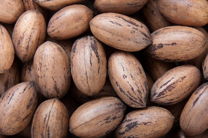 Nueces De Pacana Con Las Hojas, Aisladas En El Fondo Blanco Pacana ...
