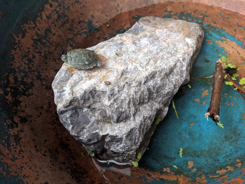 Tuetle Stock Photos - Free & Royalty-Free Stock Photos from Dreamstime