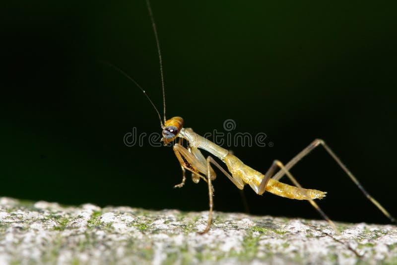 Tueuse d'insectes image stock. Image du insectes, libre - 5514937