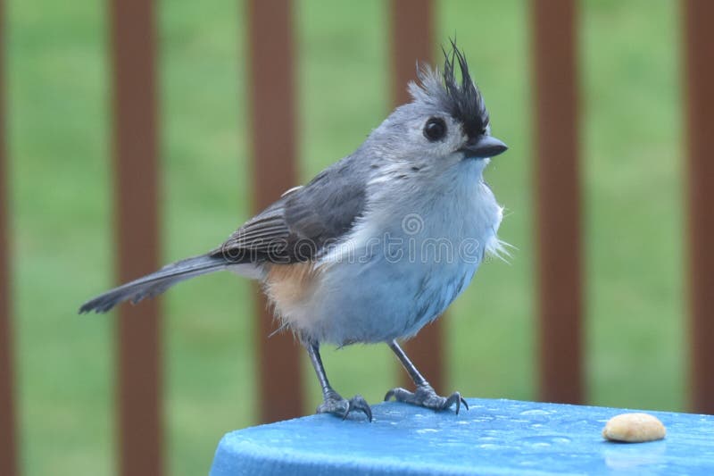 Tuffed Titmouse stock image. Image of looks, birdphotography - 152938163
