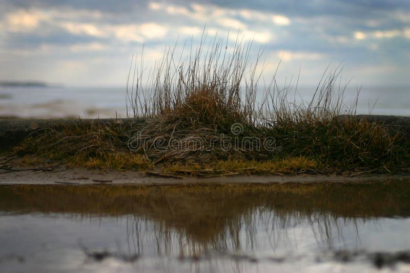 Tuft stock photo. Image of grass, reflection, landscape, cloudy - 1324