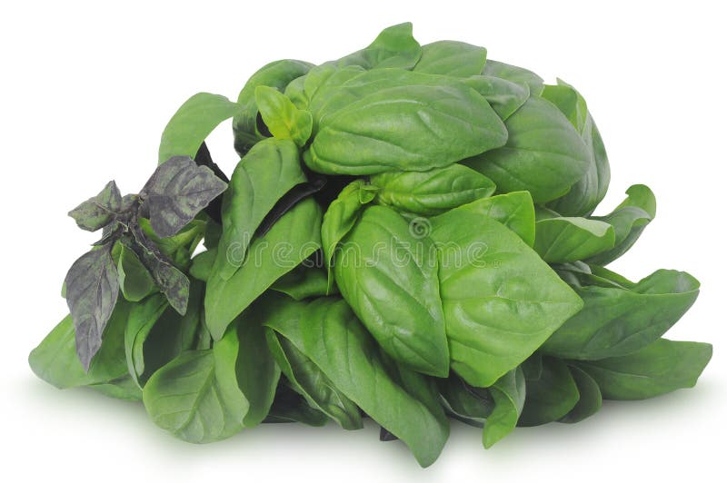 Tuft of Basil Isolated on White Background Stock Photo - Image of tuft ...