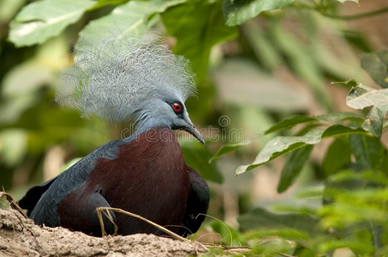 Tuft bird stock image. Image of breeding, nest, nature - 19840643