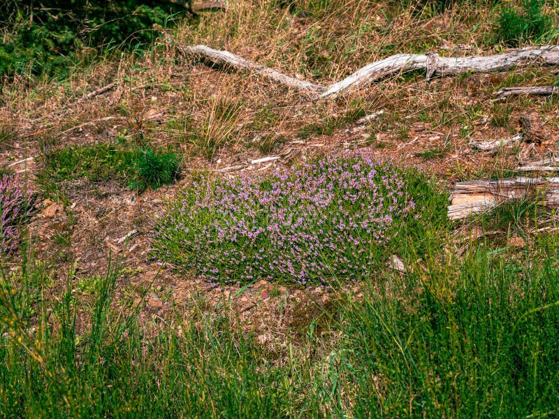 A Tuft of Common Heather Growing Wild in the Forest Stock Image - Image ...