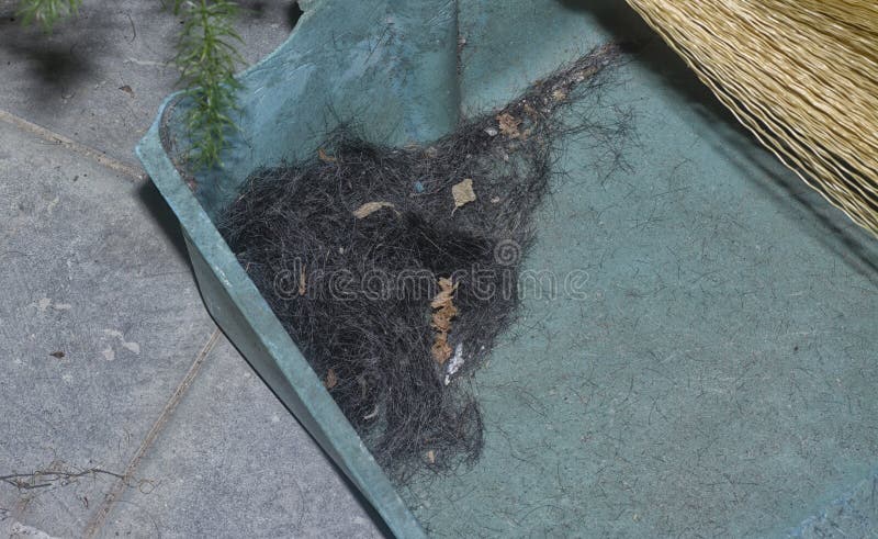 Tuft of Cut Hair in the Dustbin Stock Image - Image of hand, dirty ...