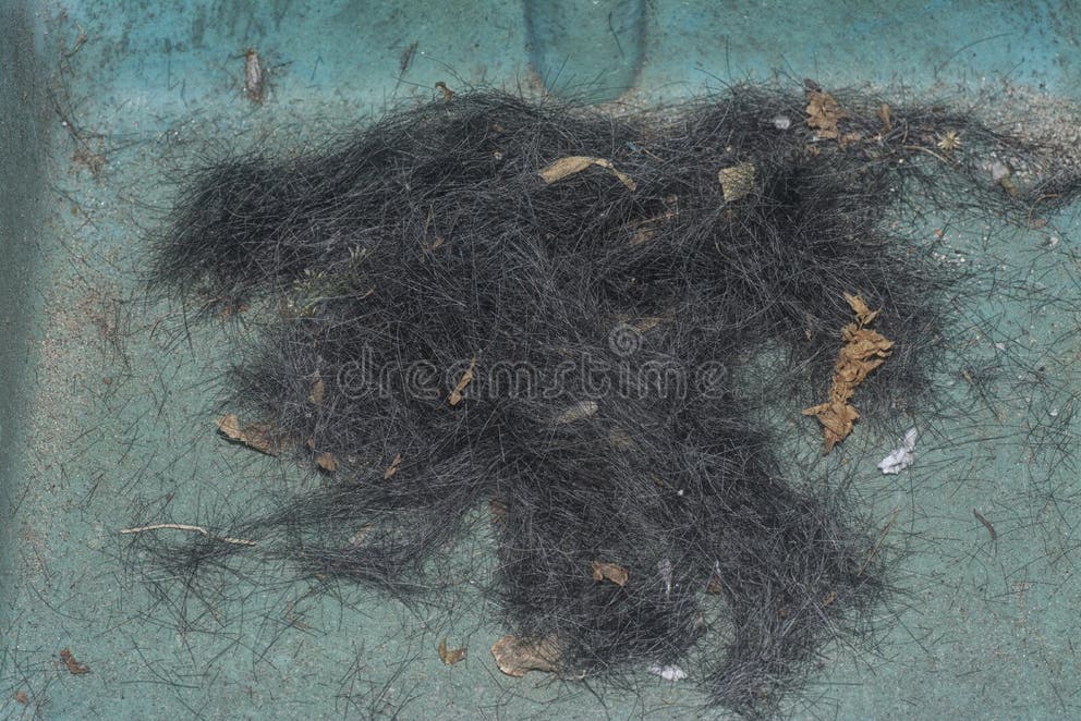 Tuft of Cut Hair in the Dustbin Stock Image - Image of fall, dump ...