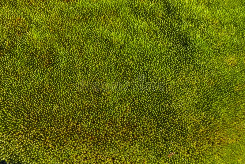 Tuft of Fresh Green Moss Closeup Stock Photo - Image of natural, small ...