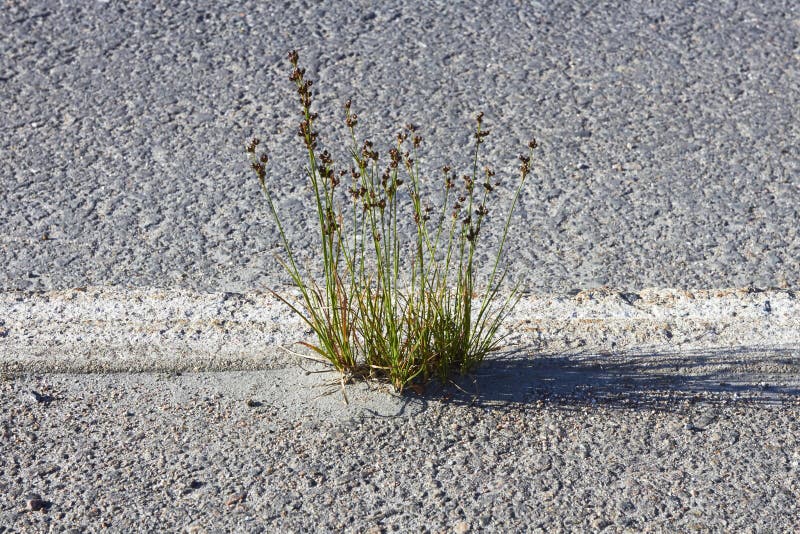 Tuft of Grass Growing on Roadside Stock Image - Image of grow, summer ...