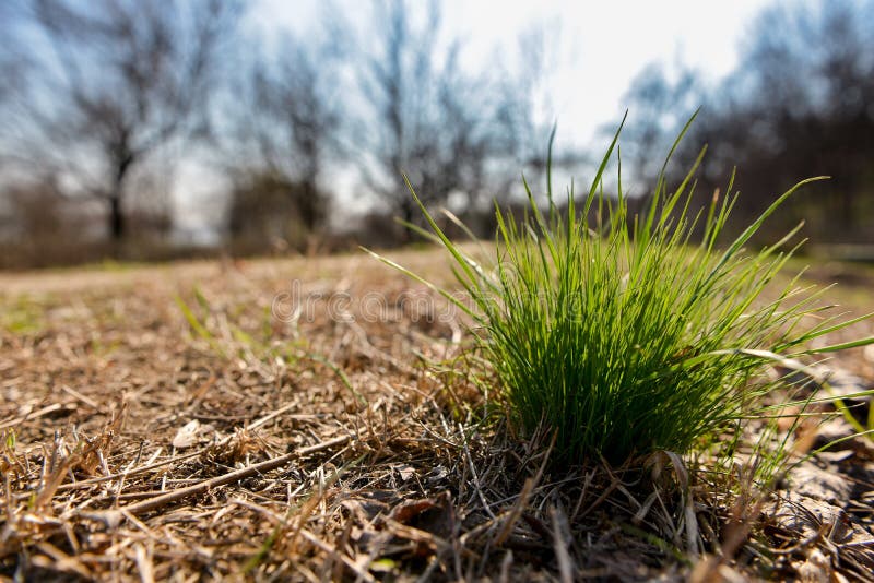 Tuft Of Green Grass Makes Its Way Out Of The Rubble-strewn Road Stock ...