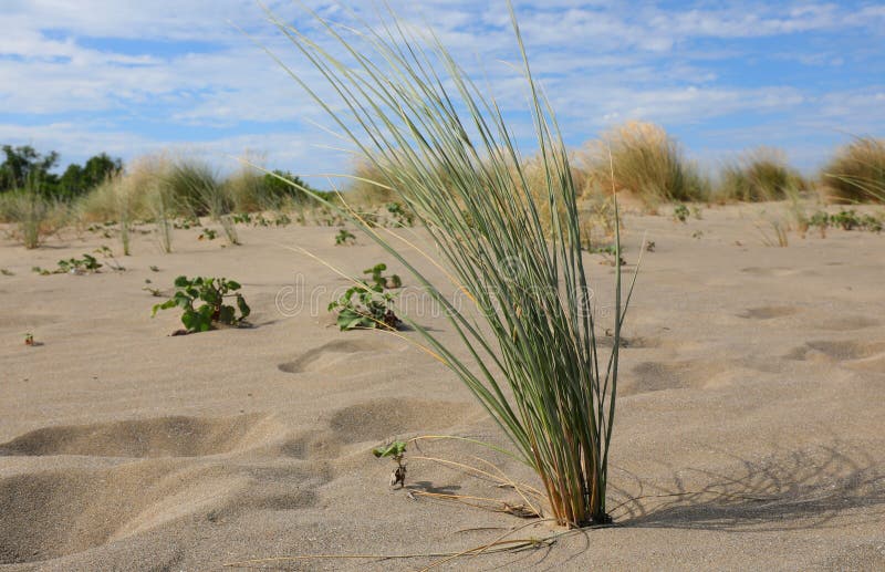 Tuft of Green Grass that Grows among the Scorching Sands of the Desert ...