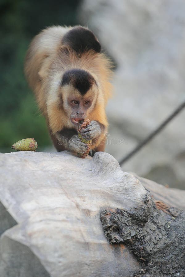 Capped Capuchins Stock Photos - Free & Royalty-Free Stock Photos from ...
