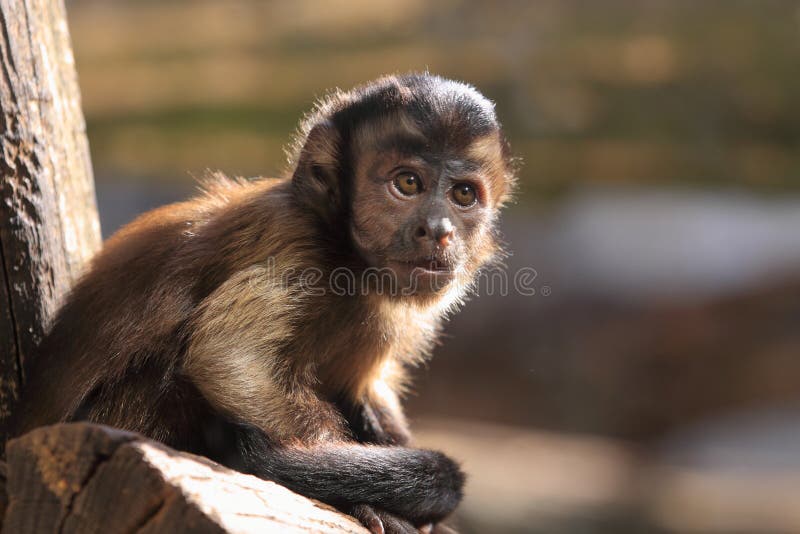 Tufted capuchin stock photo. Image of capped, couple - 28665014
