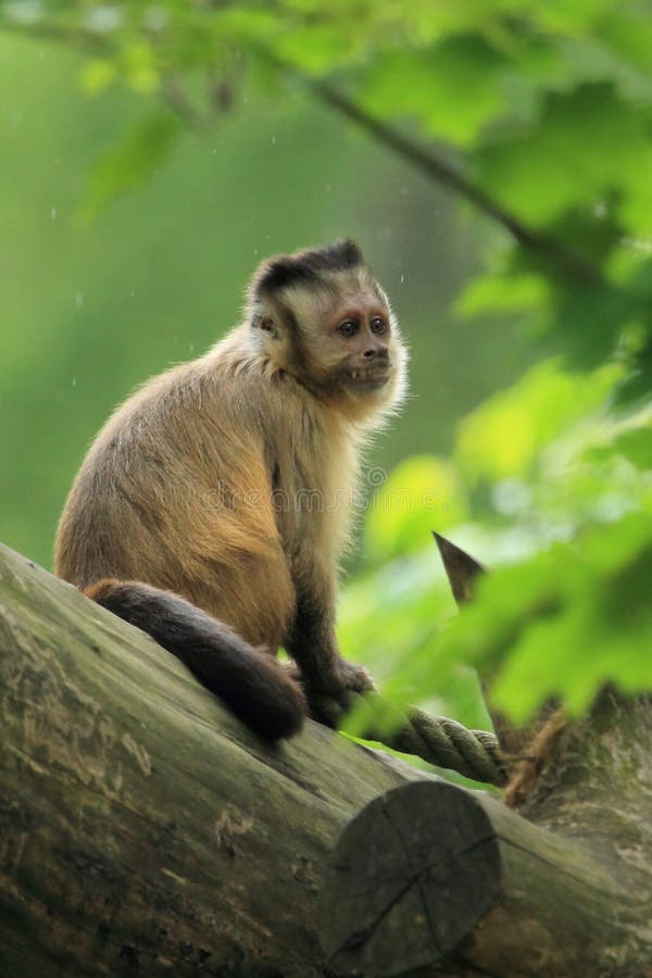 Tufted capuchin stock image. Image of wood, capped, brown - 31391445