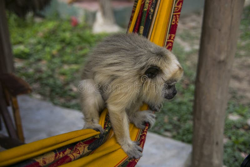 Tufted Capuchin Large-headed Capuchin in Yungas, Coroico, Bolivia Stock ...