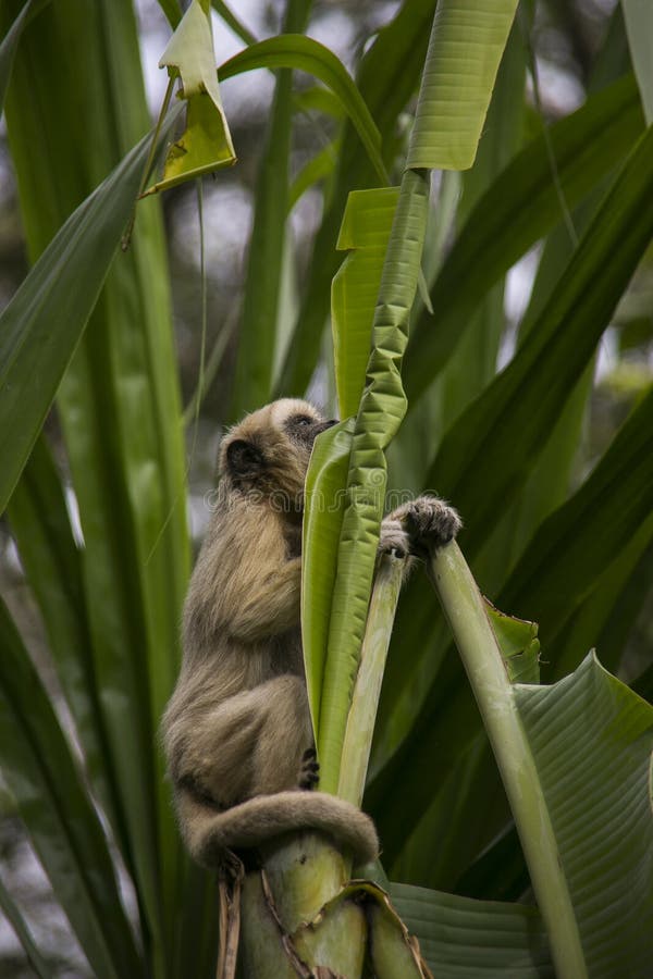 Tufted Capuchin Large-headed Capuchin in Yungas, Coroico, Bolivia Stock ...