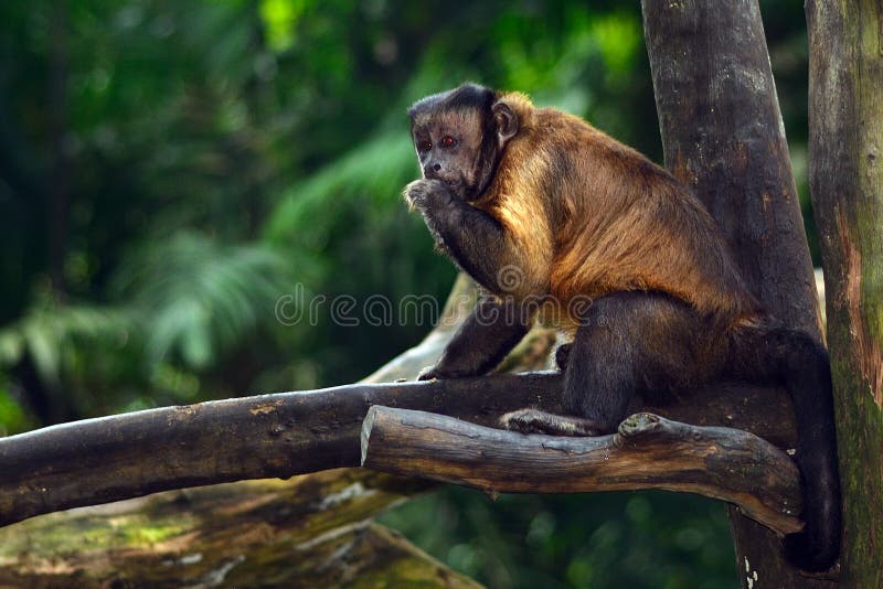 Angry capuchin monkey stock image. Image of white, cebus - 18576479