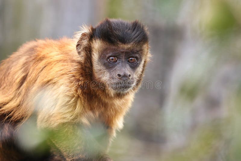 Tufted capuchin monkey stock image. Image of life, cercopithecidae ...
