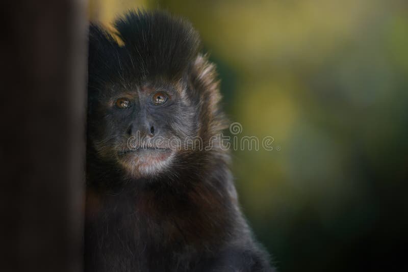 Tufted Capuchin Monkey stock photo. Image of natural - 303272734
