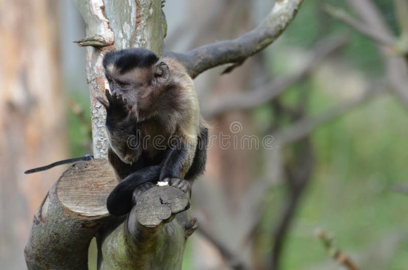 Tufted Capuchin Monkey in a Tree Eating Stock Image - Image of capped ...