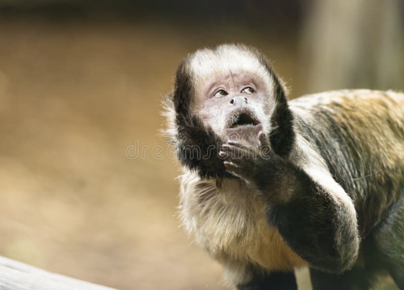 Tufted capuchin monkey stock photo. Image of animals - 173443956