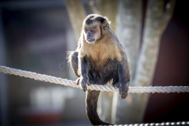 A Tufted Capuchin Monkey Walking on a Rope in the Sunshine Stock Image ...