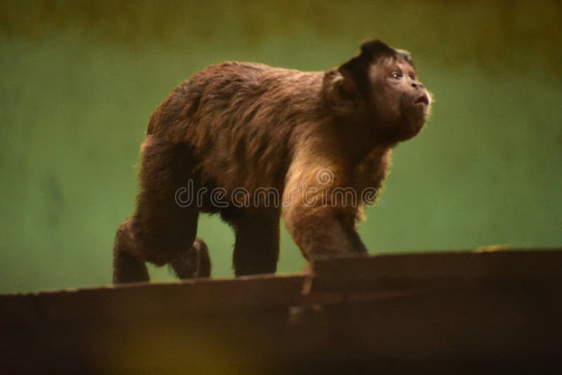 Tufted Capuchin Monkey Walking on a Tree Bark Stock Image - Image of ...
